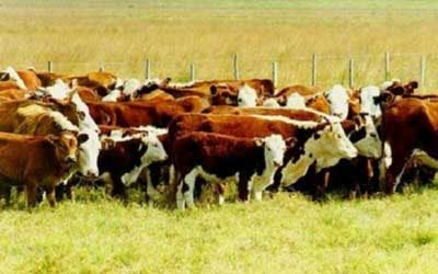 Actualizarán información de todo el rodeo vacuno en el país, animal por ...