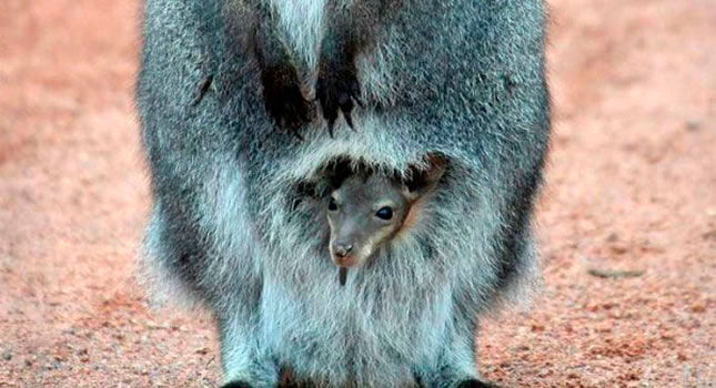 Animales bebés saludan a sus mamás en el Día de la Madre - Noticias ...