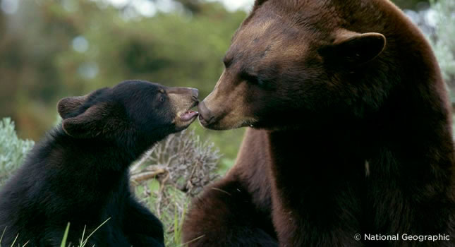 Bebé oso bebé osa - Imagui