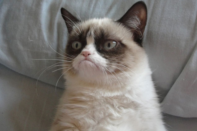 Grumpy Cat “la Gruñona”, gata del año con 2,2 millones de amigos en ...