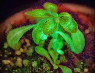 “Starlight Avatar”: la primera planta bioluminiscente del mundo sale al ...
