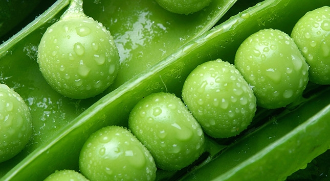 Los beneficios de las arvejas - Noticias Uruguay, LARED21 Diario Digital