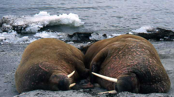 Cifra récord de morsas luchan por sobrevivir, varadas en el deshielo ...