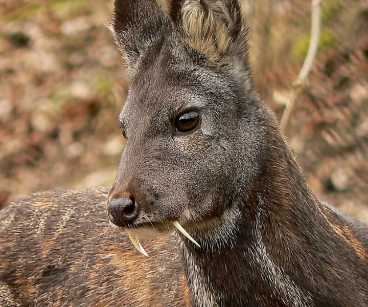 Ciervo almizclero con colmillos de vampiro “extinguido” en 1948 ...