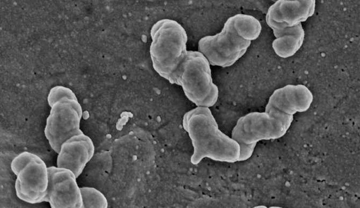 Prueban que el ADN bacteriano se hereda determinando nuestra capacidad ...