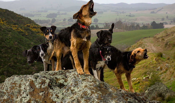 Fotógrafo logra increíbles retratos de los perros más trabajadores del ...