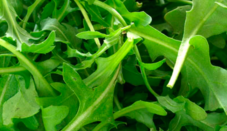 Conocé las propiedades beneficiosas de la rúcula para el organismo ...