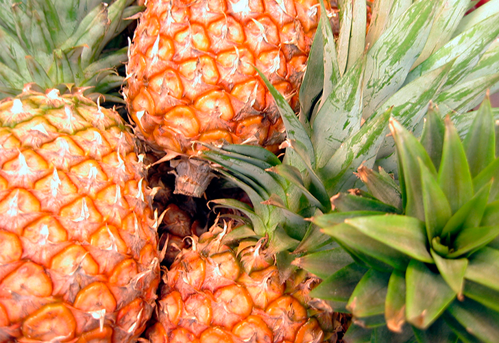 Los beneficios del ananá - Noticias Uruguay, LARED21 Diario Digital