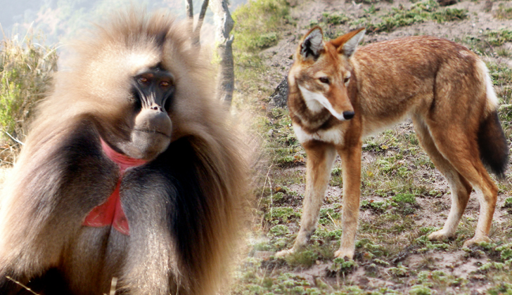 Asombra a zoólogos evolución conjunta de monos que ayudan a chacales a ...