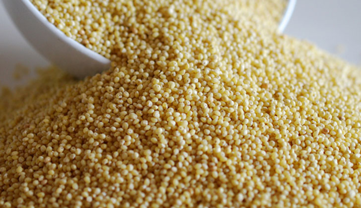 Mijo, un gran alimento apto para todos - Noticias Uruguay, LARED21 ...