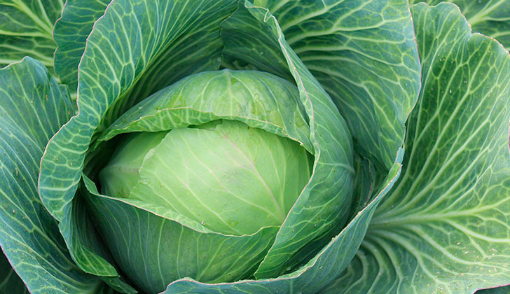 Beneficios y propiedades del repollo - Noticias Uruguay, LARED21 Diario ...