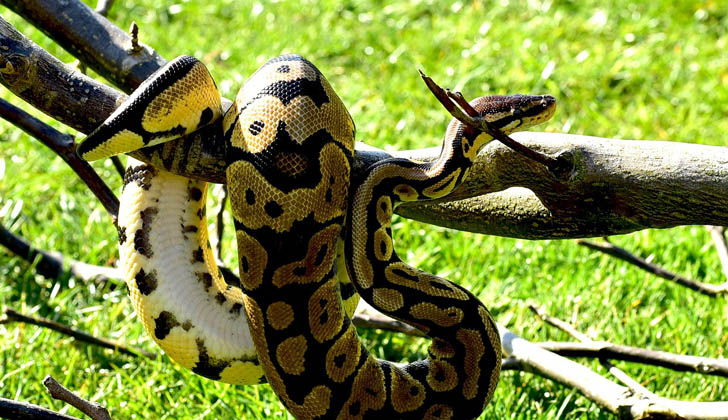 La Florida premia con 5.000 dólares al mejor cazador de serpientes ...