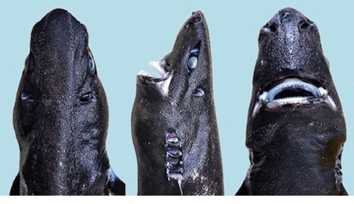 Descubren nueva variedad de tiburones en Centroamérica: Tienen piel ...