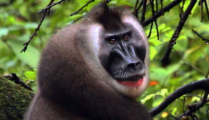 Los monos dril, raros parientes de los mandriles, convertidos en los ...