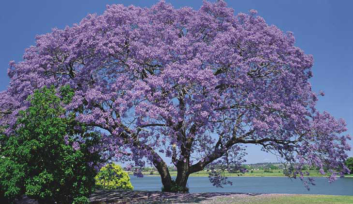 Kiri: el árbol que crece hasta en suelos infértiles y podría salvar al ...