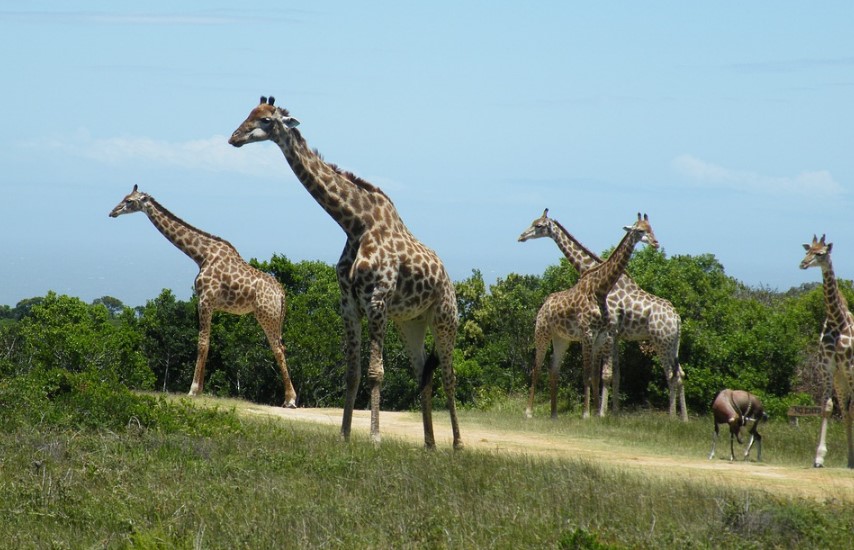 Las jirafas entran en la lista de animales en peligro de extinción ...