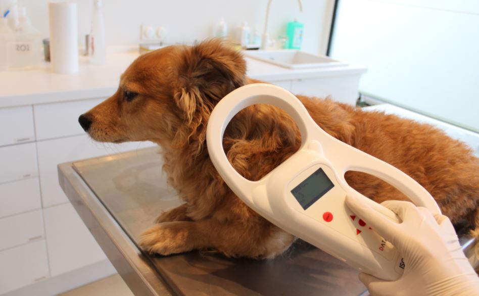 Microchips para perros serán obligatorios en 2018 - Noticias Uruguay ...