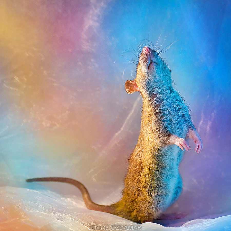 La adorable sesión fotográfica que busca romper con la imagen negativa ...