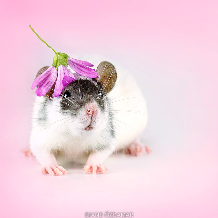 La adorable sesión fotográfica que busca romper con la imagen negativa ...