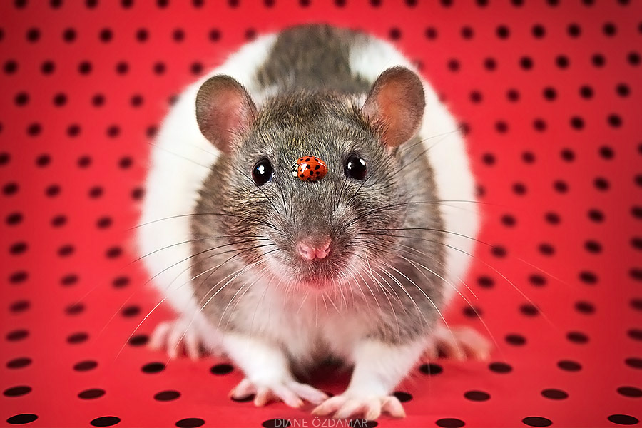 La adorable sesión fotográfica que busca romper con la imagen negativa ...