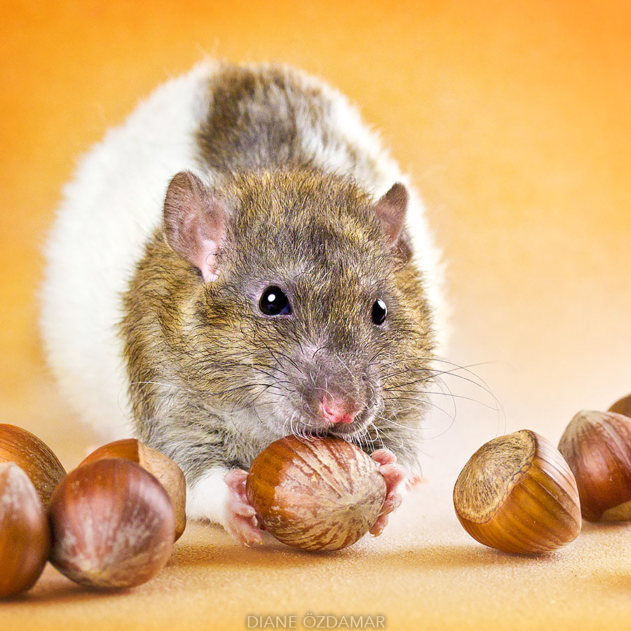 La adorable sesión fotográfica que busca romper con la imagen negativa ...