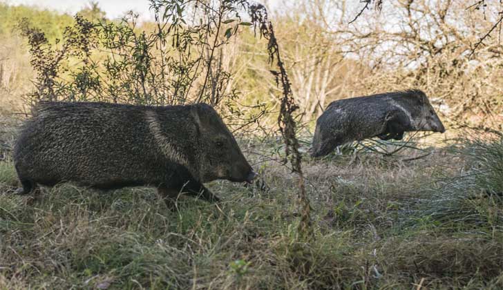Pecaríes de collar logran sobrevivir y reproducirse en una zona de ...