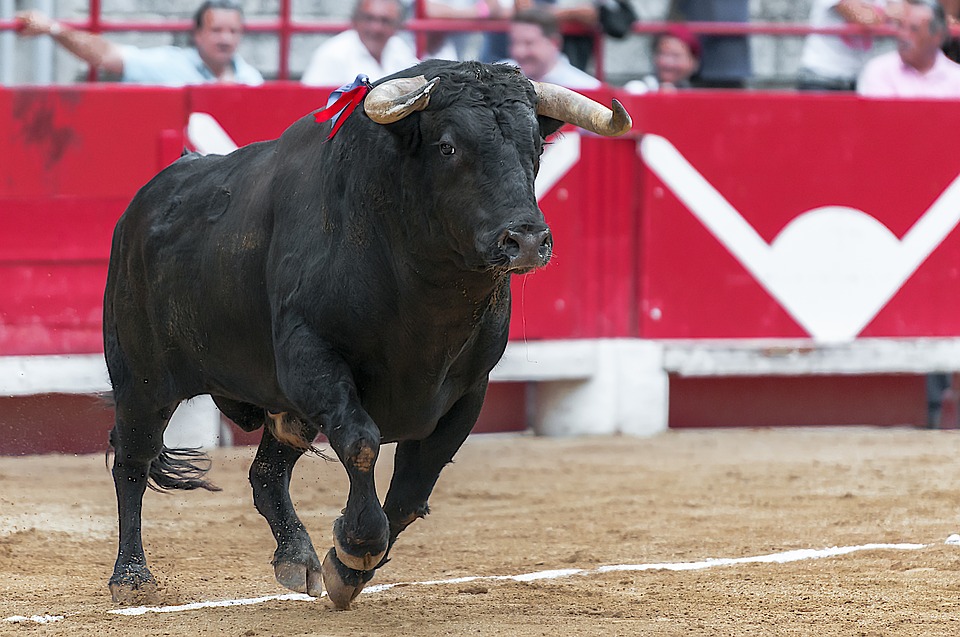 Perú: El regreso de las corridas de toros fue un estrepitoso fracaso ...
