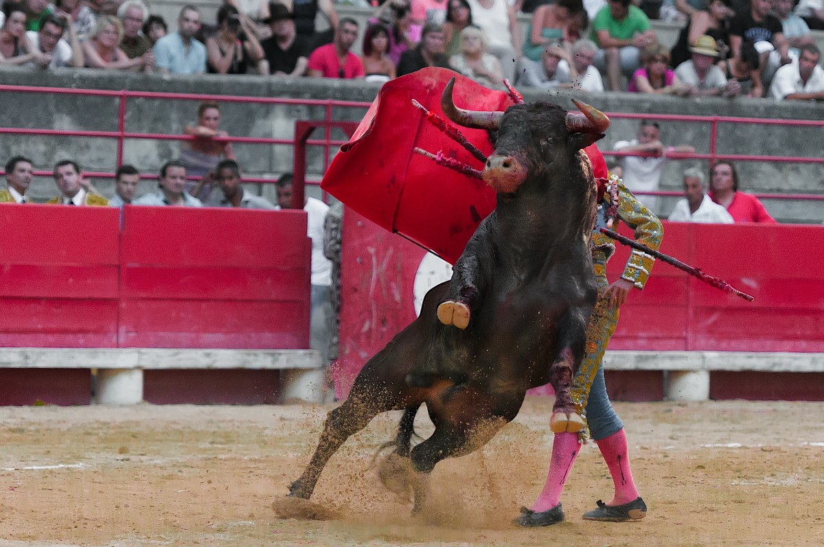 Colombia Alcald a De Medell n Prohibe Las Corridas De Toros Noticias Colombia Alcald a De Medell n Prohibe Las Corridas De Toros Noticias