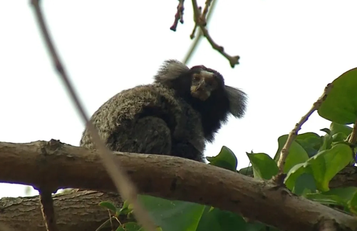 Un mono tití suelto en Montevideo: No es peligroso y las autoridades lo ...