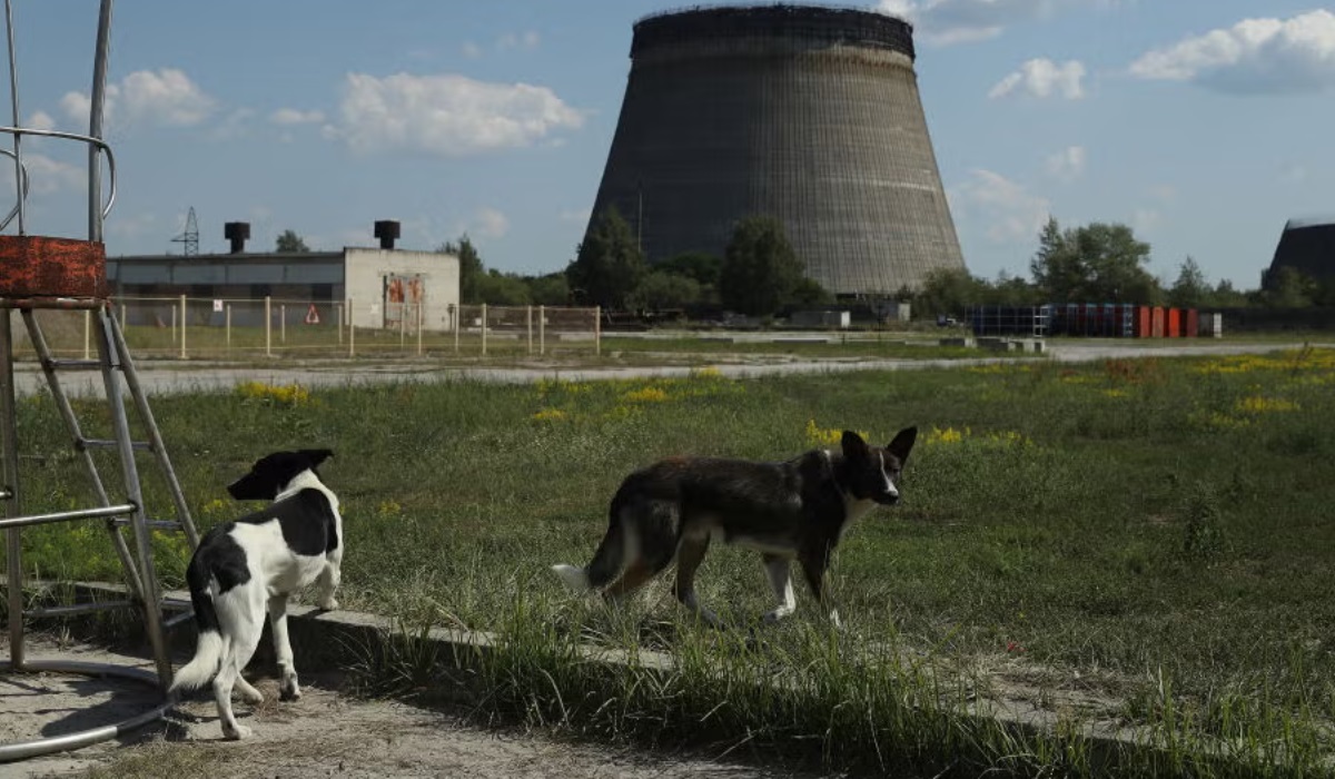 Perros de Chernobyl: Adaptaciones genéticas a la radiación nuclear ...