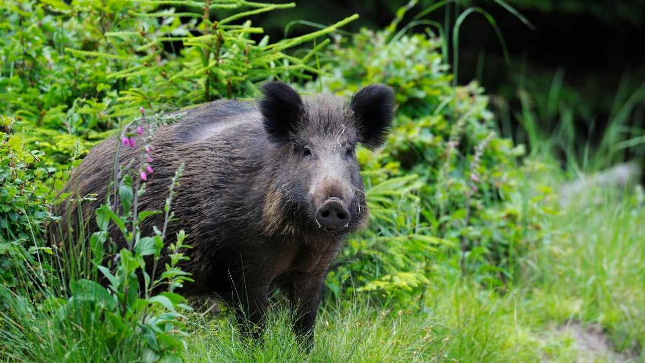 Cazadores ilegales nocturnos destruyen campos en Maldonado en busca de ...